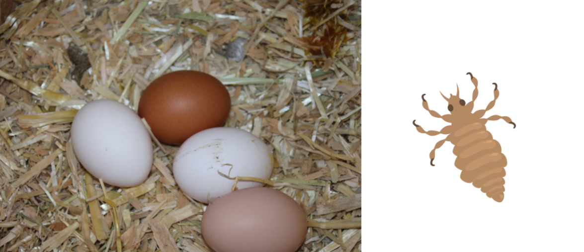 Peut-on manger les œufs des poules qui ont des poux ? - La Ferme du chêne